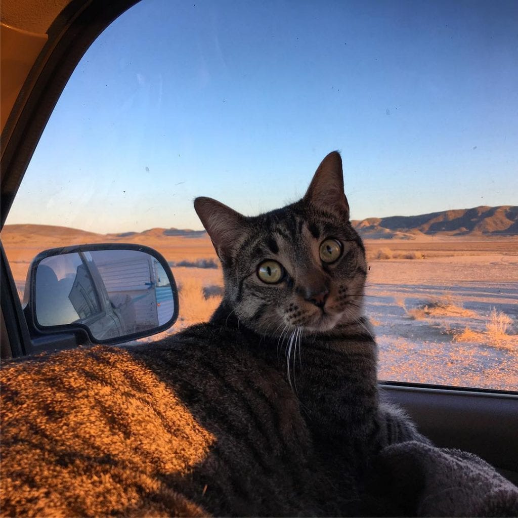 Tips for RVing with Cats - Boondockers Welcome