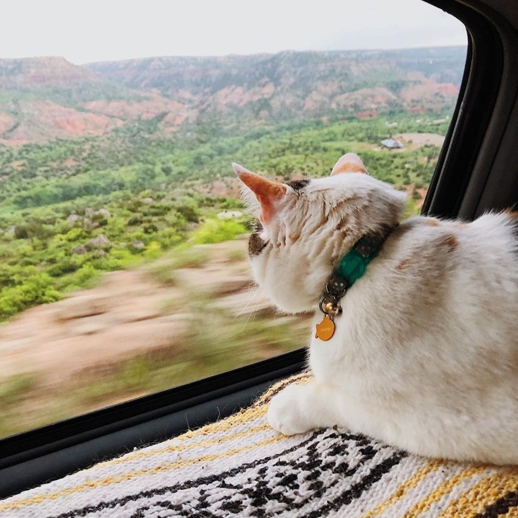 Tips for RVing with Cats - Boondockers Welcome