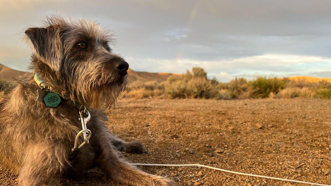5 Tips for Boondocking With Dogs - Boondockers Welcome