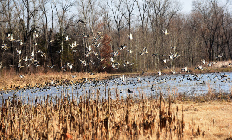 Level Up Duck Hunting Season With Boondockers Welcome - Boondockers Welcome